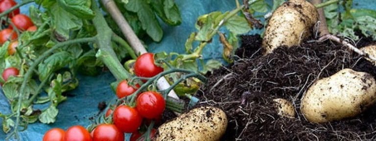 TomTato tomato and potato plant unveiled