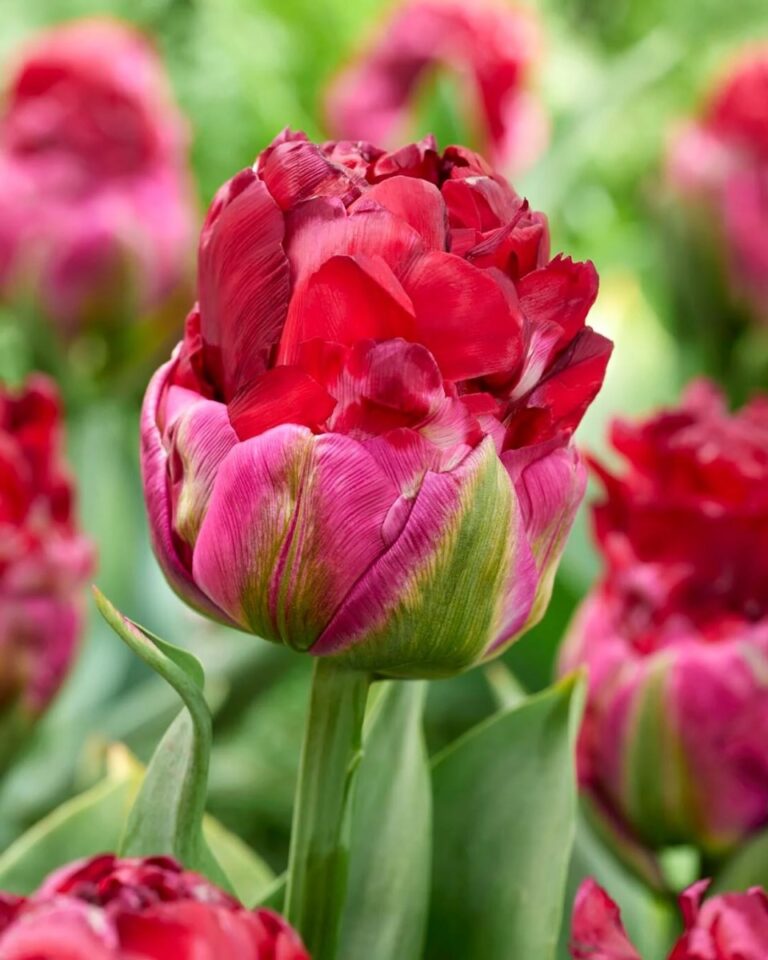 Tulipa Cranberry Ice Cream - Double-Flowered Tulip - Pack of 6 ...
